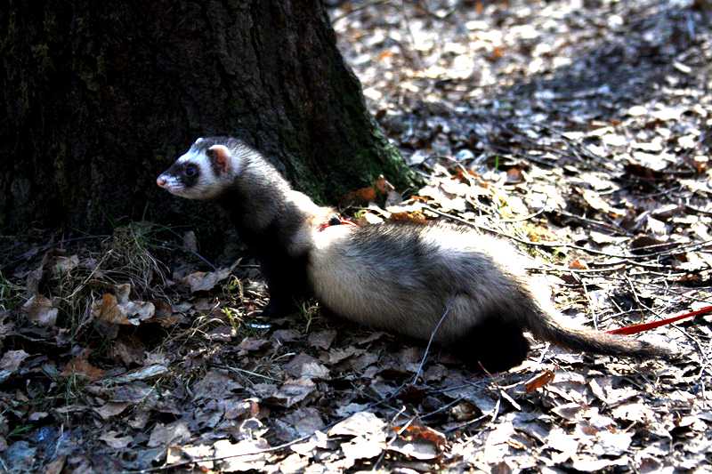 3239098 jpg 3239231 jpg 3239100 jpg 3239233 jpg 3239102 jpg