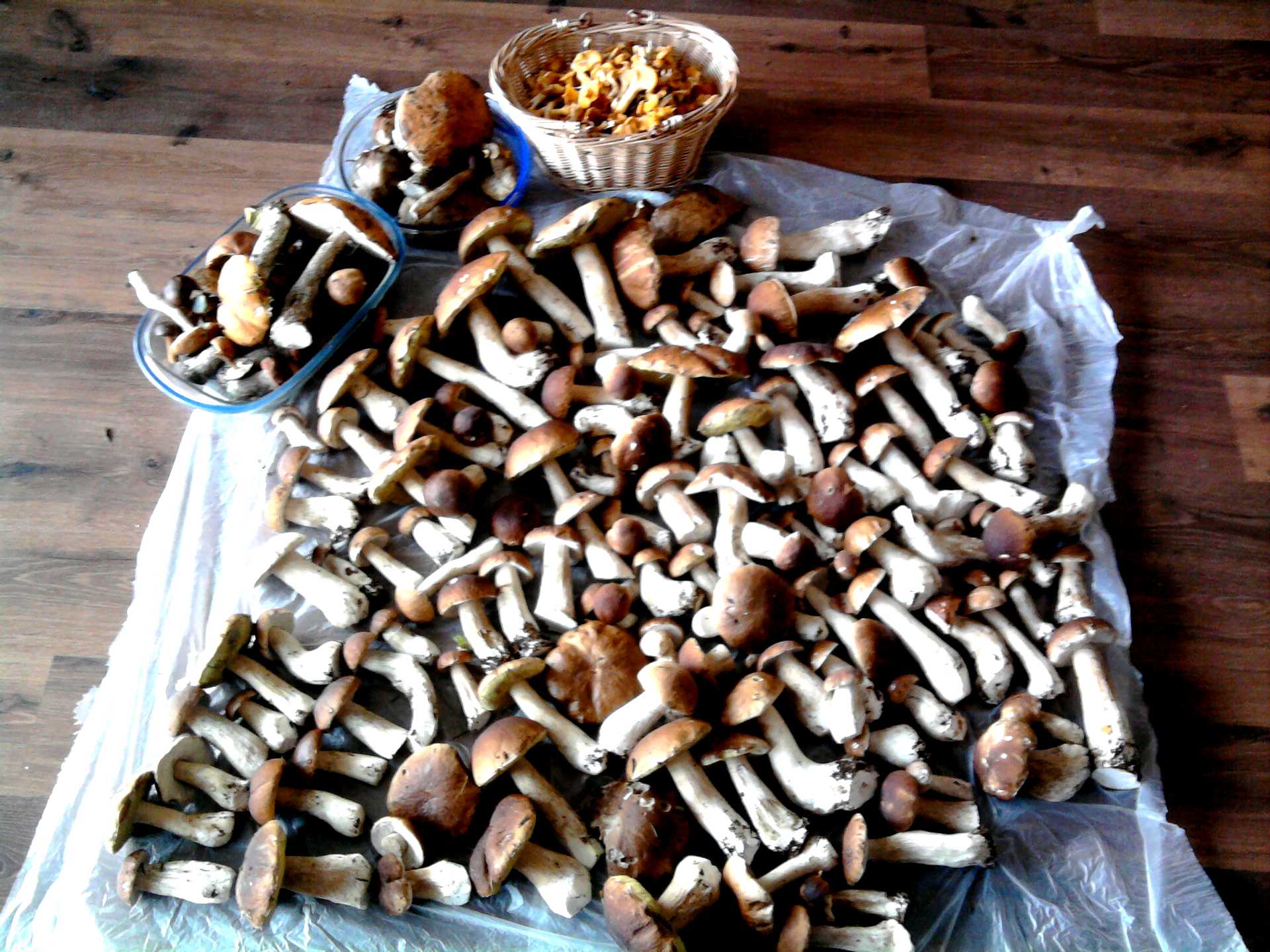 3680181 jpg 3680045 jpg 3680183 jpg 3680046 jpg 3680185 jpg