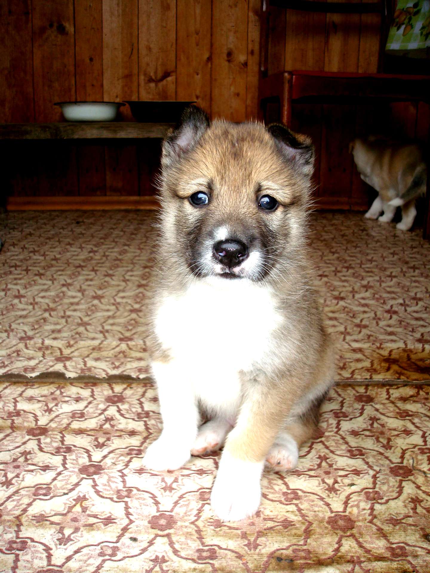 3680081 jpg 3680223 jpg 3680082 jpg 3680225 jpg 3680084 jpg